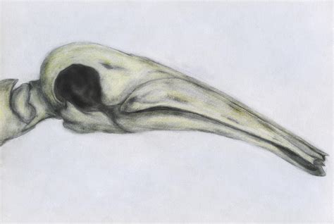 Giant Anteater By Justinedavis426 On Deviantart