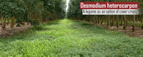 Jquery Cycle Plugin Basic Demo