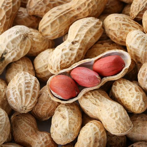 Fresh Peanuts In Shell Close Up Stock Image Image Of Seeds Healthy 315217949