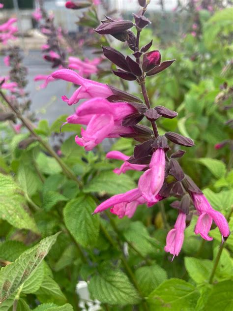 Salvia ‘pink Amistad Long Flowering Pink Salvia For Uk Gardens