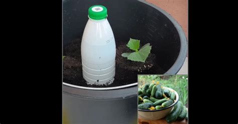 Да отглеждам краставици в кофите на балкона Сега ми се смеете но като видите реколтата ще ми