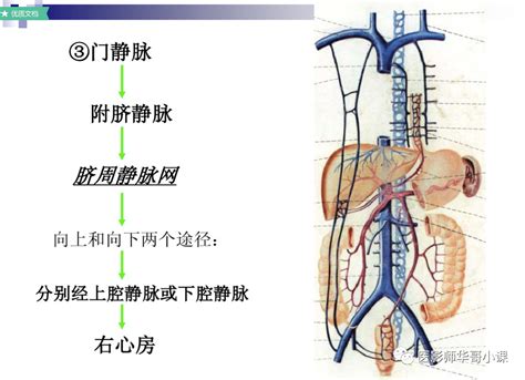 【高清血管图】全身静脉血管（彩色） 腾讯新闻