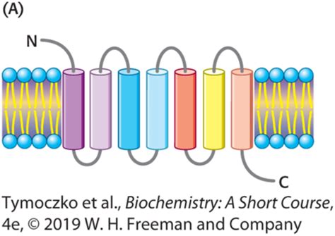 MCB Chapter Flashcards Quizlet