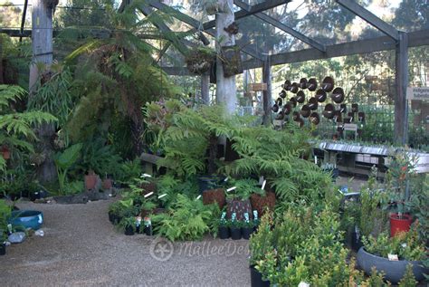Native Plant Porn At Kuranga Nursery Mallee Design