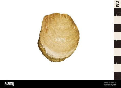 Fossil Sponge Hi Res Stock Photography And Images Alamy