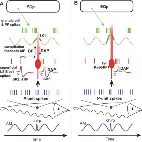 Burst Timing Dependent Plasticity Btdp At Synapses Between Parallel