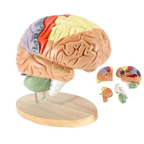Buy Iksvmsis Human Brain Model Disassembled Brain Model For Medical