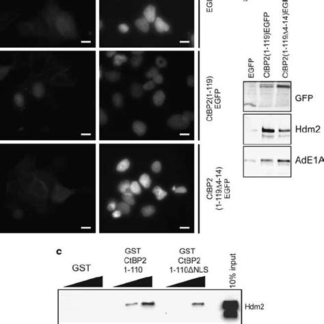 Subcellular Localization And Proteinprotein Interactions Of