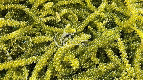 スジアオノリ（アオノリ） 魚の旬と栄養