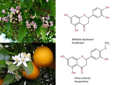 Flavonoides Repaso De Metabolitos Secundarios 1