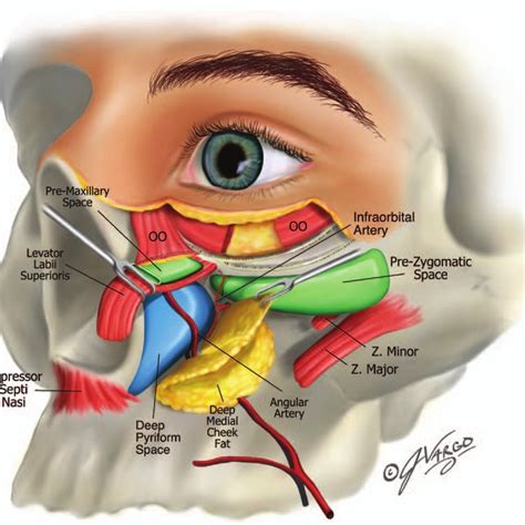 Pdf Abstract Deep Pyriform Space