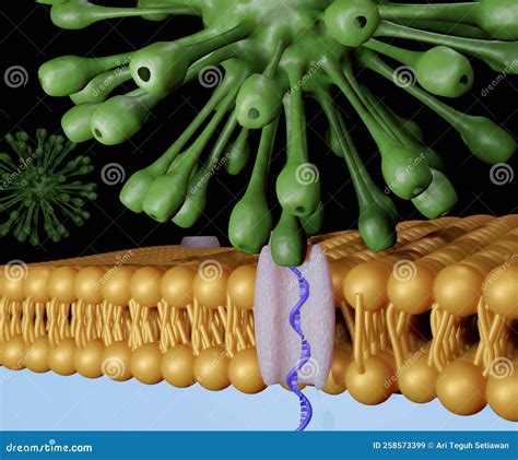 Dna Transfer By The Virus Through Lipid Bilayer Membrane Stock Illustration Illustration Of