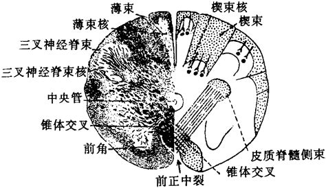 图329 延髓下部锥体交叉横切面 人体解剖学