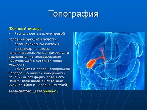 Желчный пузырь презентация онлайн