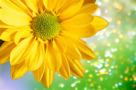 녹색 보케 배경에 이슬방울이 있는 노란 국화 클로즈업의 일부 여름 배경 공간을 복사합니다 0명에 대한 스톡 사진 및 기타 이미지