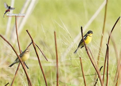 ဆောင်းခို ရှားပါးမျိုးစိတ်စာဝါကျားငှက်များကို မဖမ်းဆီးကြရန်တိုက်တွန်း