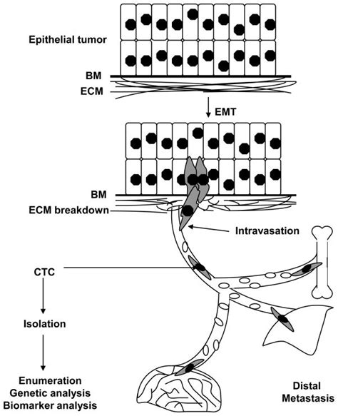 Circulating Tumor Cells A Window Into Cancer Biology And Metastasis Pmc