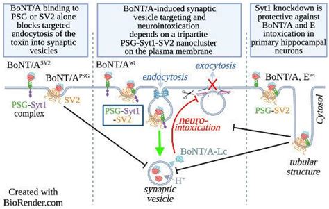 Krishna Talluri Md On Linkedin How Botox Enters Brain Cells A