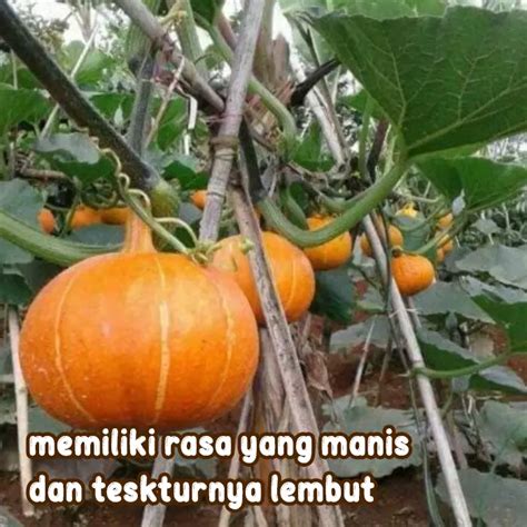 Kabocha Labu Jepang Srt Alat