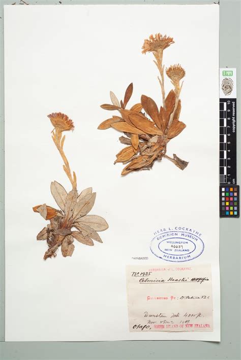 Celmisia Haastii Hook F Collections Online Museum Of New Zealand Te Papa Tongarewa