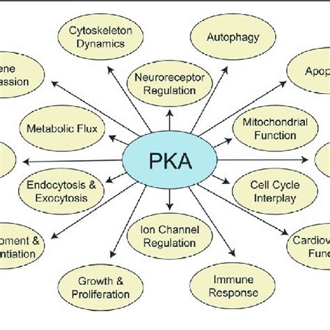 PKA Signaling Influences Many Processes A Summary Of Processes Download Scientific Diagram