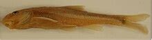 Sturgeon Chub Wikipedia
