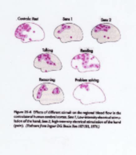 Cvpp Lec 10 Review Active Hyperemia Begin Thermoregulation Flashcards