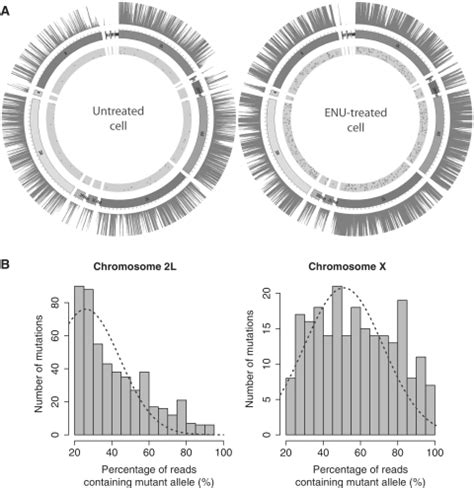 Observed Somatic Point Mutations A Genome Wide Sequence Coverage And Download Scientific