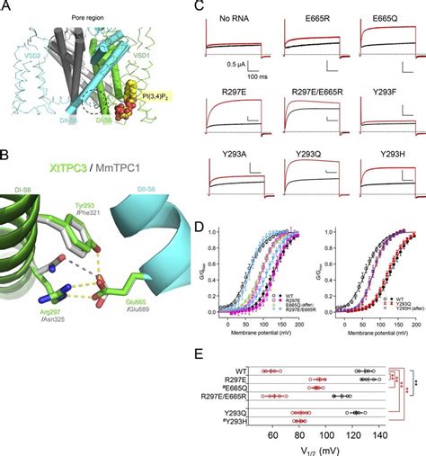 Critical Importance Of The Interaction Between Is6 And Iis6 To