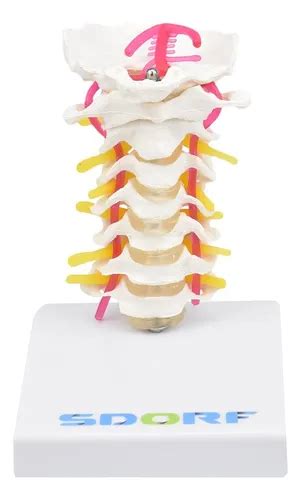 Coluna Cervical Esqueleto Parcelamento Sem Juros