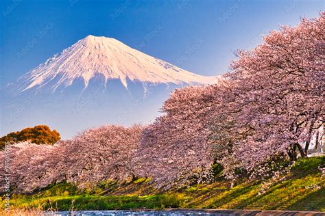 富士市龍厳淵の満開の桜と富士山 foto de Stock Adobe Stock