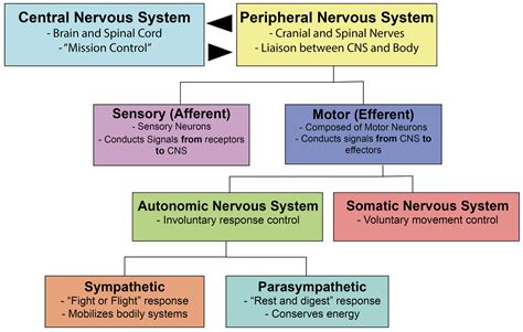 Pharmacology 101 An Overview Of Beta Blockers — Tldr Pharmacy