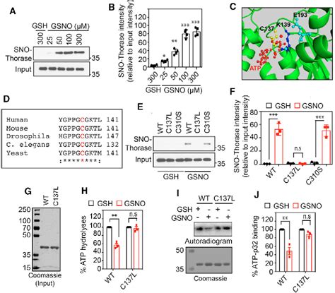 Figure 1 From Ampa Receptor Surface Expression Is Regulated By S