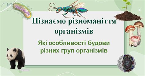 НУШ 5 клас Презентація уроку Які особливості будови різних груп організмів Презентація