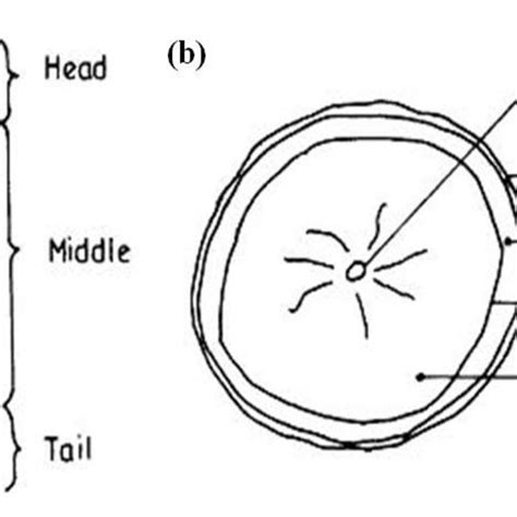 Morphology Of The Cassava Tuber A General Morphology And B