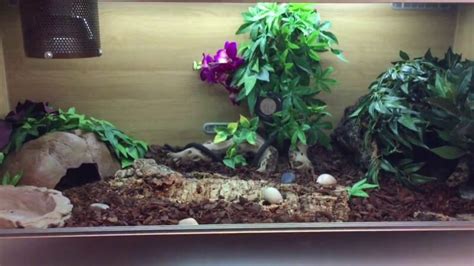 Ball Python Habitat Setup Creating The Perfect Home