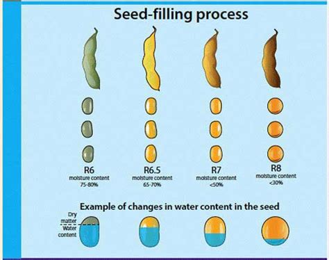 Weather Critical To Soybeans Final Seed Weight