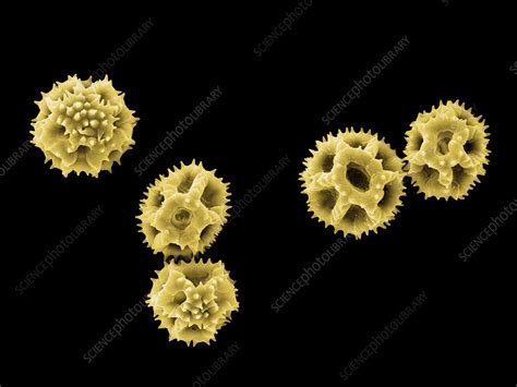Dandelion Pollen Grains Sem Stock Image C0025966 Science Photo