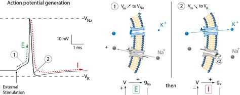 Hh Model Is An E I Motif Left Membrane Potential Variations Over Time