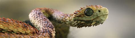 Atheris Hispida Snake Blendernation