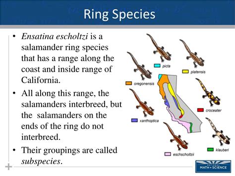 Ppt Macroevolution Part Ii Allopatric Speciation Powerpoint Presentation Id 6309897