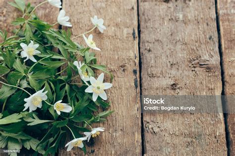 소박한 나무 배경에 봄 꽃입니다 나무 말미잘 꽃 꽃다발이 닫히고 간단한 시골 배너 텍스트를 위한 공간입니다 안녕하세요 봄 0명에 대한 스톡 사진 및 기타 이미지 Istock