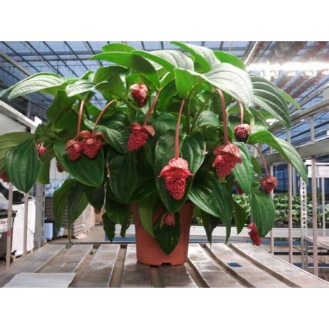 Jual Tanaman Langka Medinilla Miniata Parijoto Bunga Merah 8 10 Daun Lebar Shopee Indonesia
