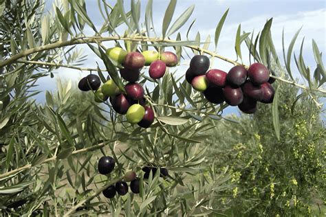 Orchard To Table Olive Trees Arbequina Manzanilla Picual Koroneiki