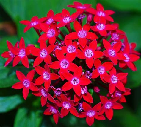 Egyptian Star Cluster Lanceolata