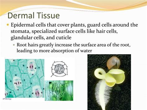 Ppt Plants Powerpoint Presentation Free Download Id3066023