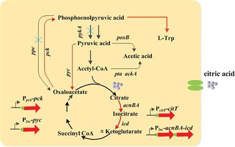 Central Metabolic Pathway In E Coli And The Scheme For Construction Of Download Scientific