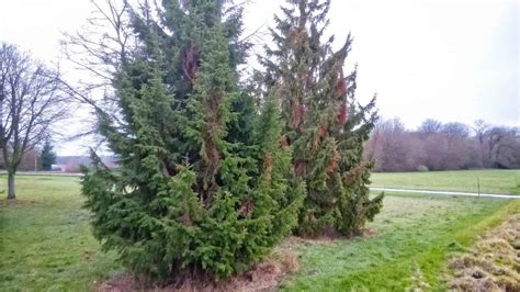 Kadakas Eesti Looduse Sitke Sümbol Rohelinekoduee