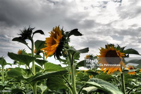 Helianthus 해바라기는 국화과 가족의 식물 속입니다 연간 해바라기와 관형 해바라기 농업 분야 노란 꽃잎으로 피는 새싹