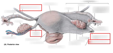 Round Ligament And Broad Ligament